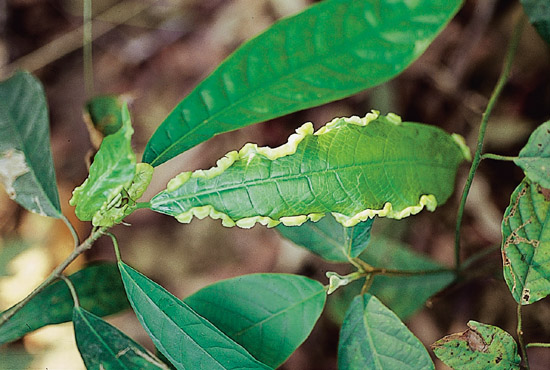 Ficus nervosa B. Heyne ex Roth